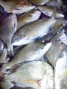 Bream (Bakoko) | Fishing The Philippines