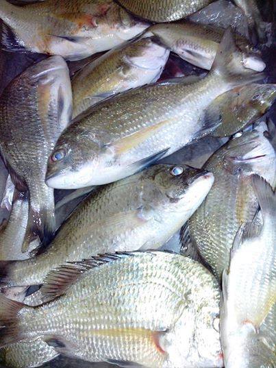 Bream (Bakoko) | Fishing The Philippines