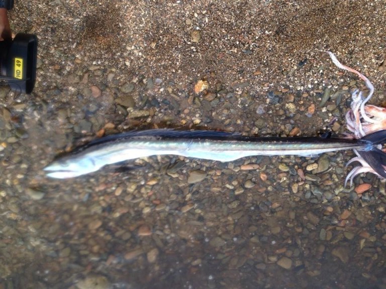 Longnosed Lancetfish ( Alepisaurus ferox ) | Fishing The Philippines