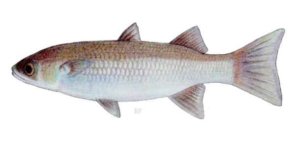 Mullet (Banak) | Fishing The Philippines