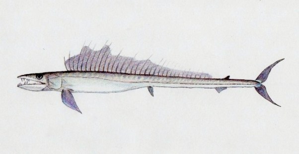 Mackerel (Tangigue) | Fishing The Philippines