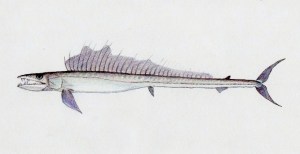 Mackerel (Tangigue) | Fishing The Philippines