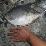 Rabbitfish (Kitong) | Fishing The Philippines