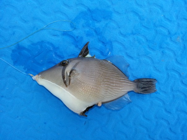 Triggerfish (Papakol) | Fishing The Philippines