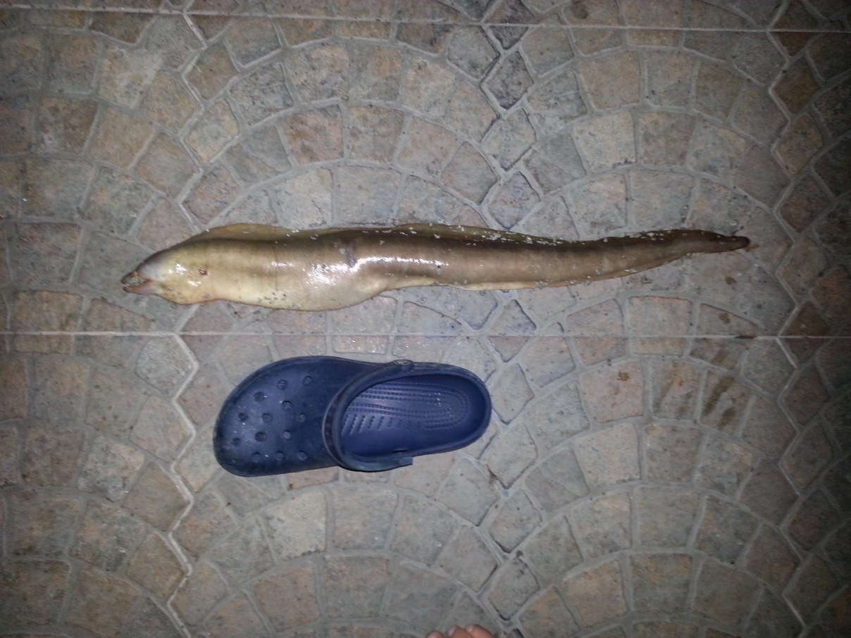 Eel (Igat) | Fishing The Philippines