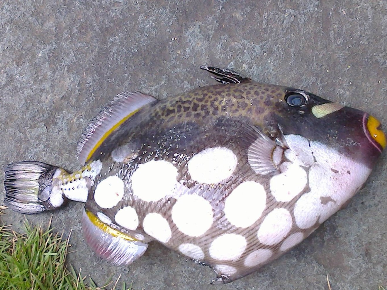 Triggerfish (Papakol) | Fishing The Philippines