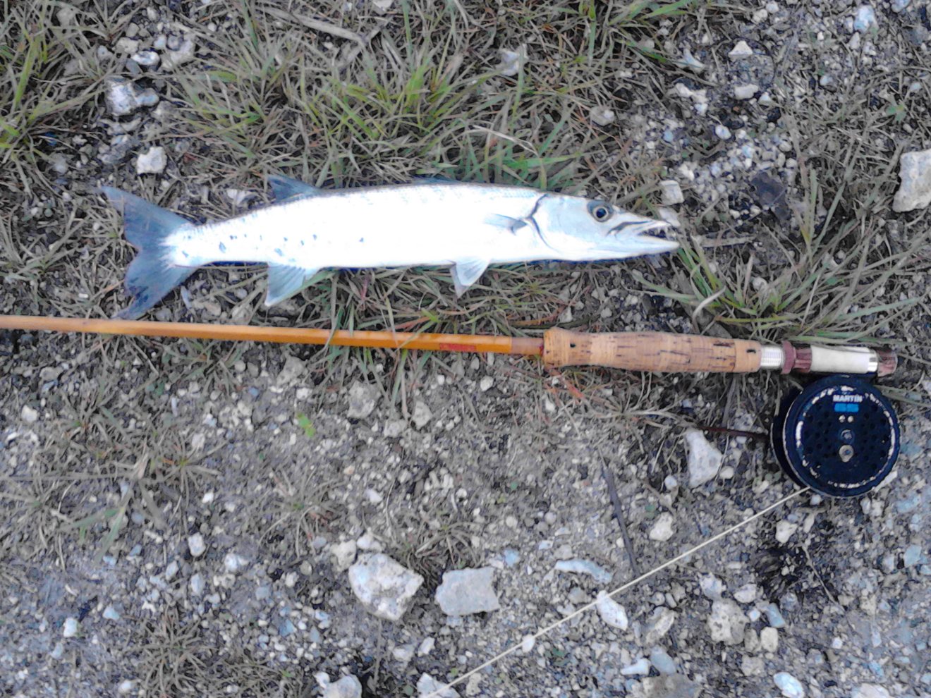 Barracuda | Fishing The Philippines