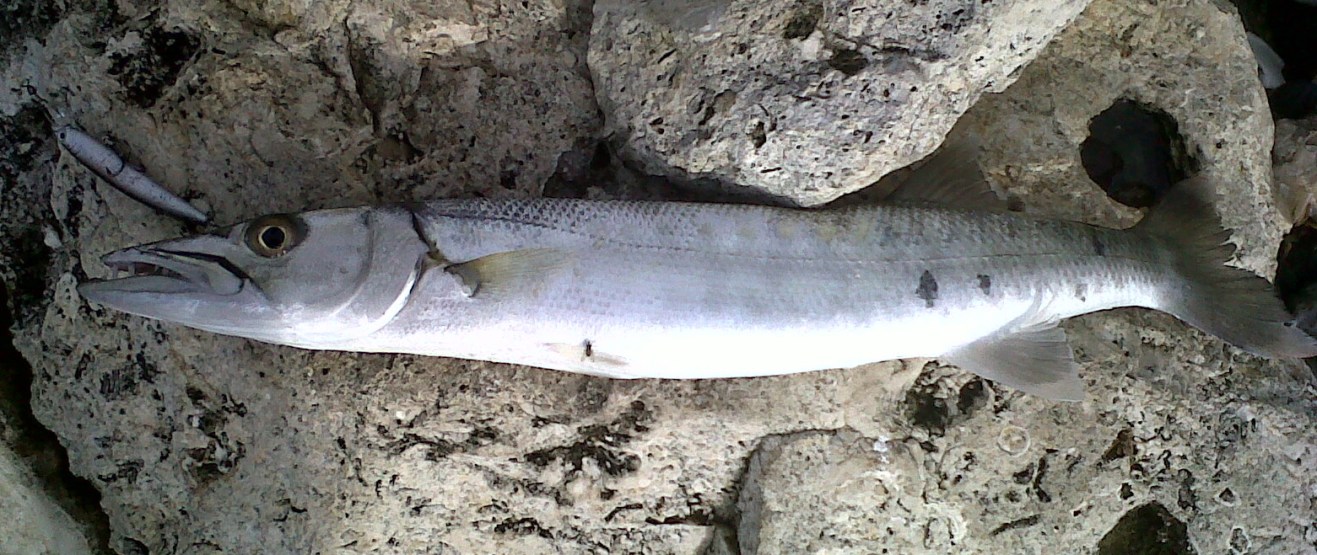 Barracuda | Fishing The Philippines