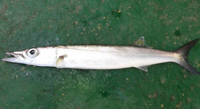 Barracuda | Fishing The Philippines