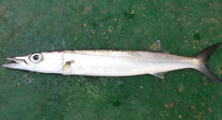 Barracuda | Fishing The Philippines