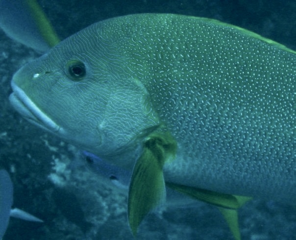 Snapper (Maya Maya) | Fishing The Philippines