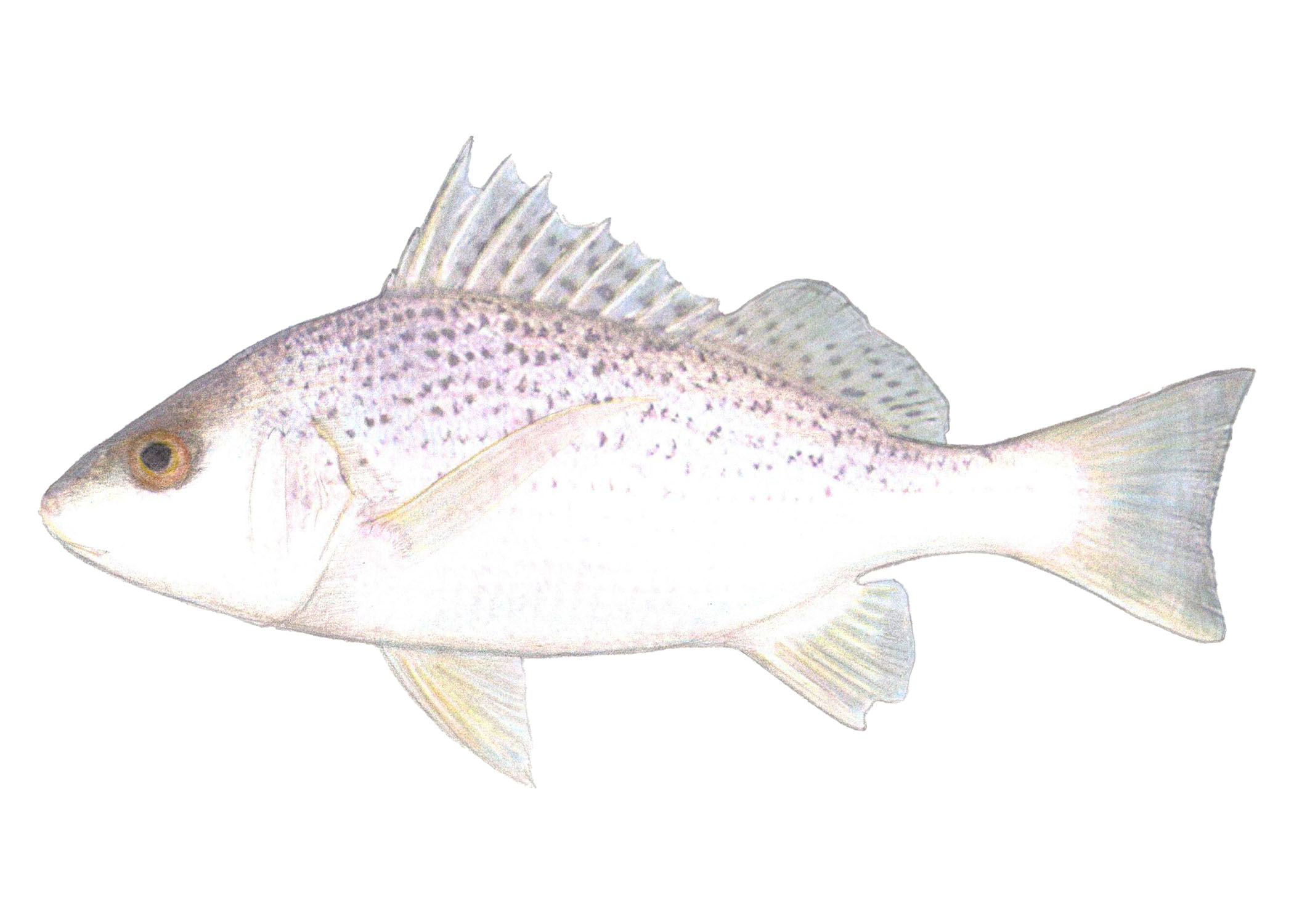 Grunter | Fishing The Philippines