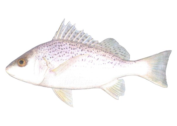 Silver Grunt ( Pomadasys argenteus ) | Fishing The Philippines