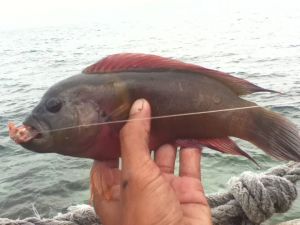 Grouper (Lapu Lapu) | Fishing The Philippines