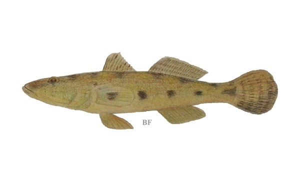 Gobies (Biya) | Fishing The Philippines