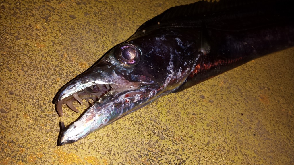 Rare/Bizarre | Fishing The Philippines