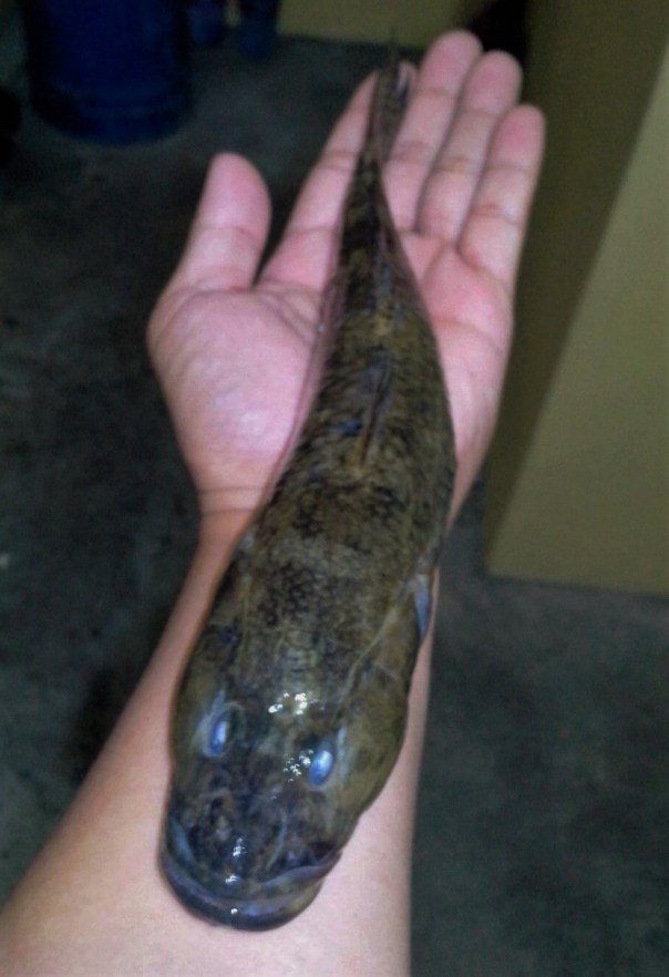 Gobies (Biya) | Fishing The Philippines