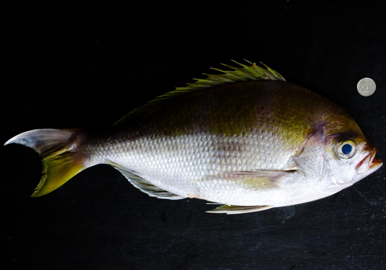 Snapper (Maya Maya) | Fishing The Philippines