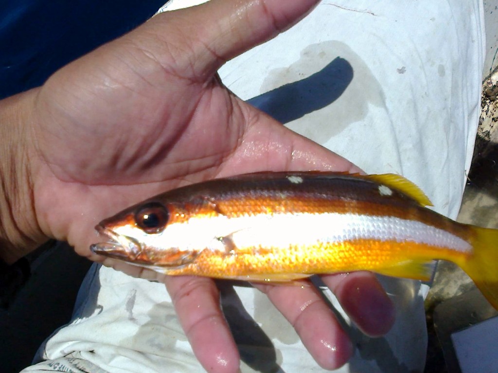 Snapper (Maya Maya) | Fishing The Philippines