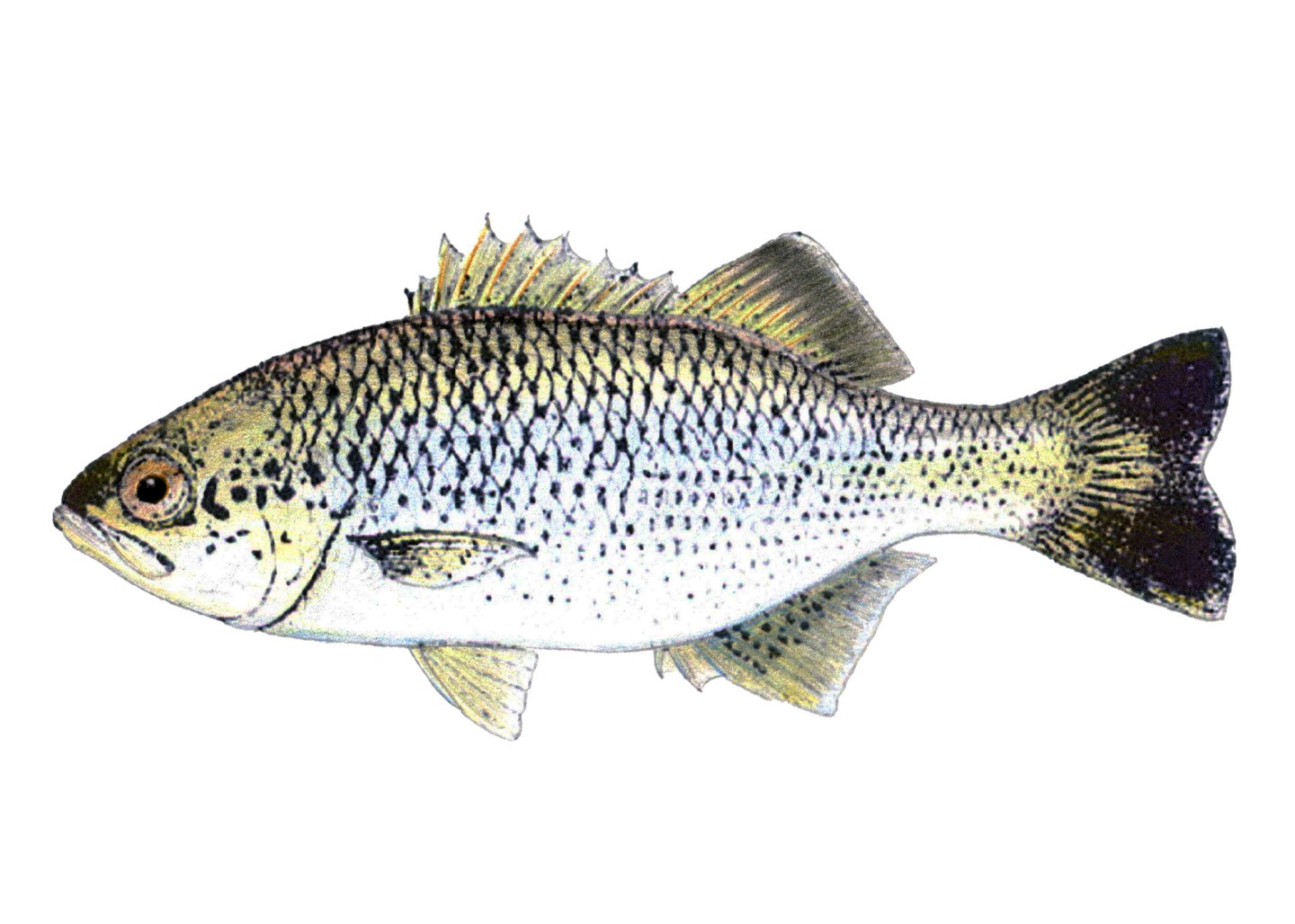 Rock Flagtail ( Kuhlia rupestris ) | Fishing The Philippines
