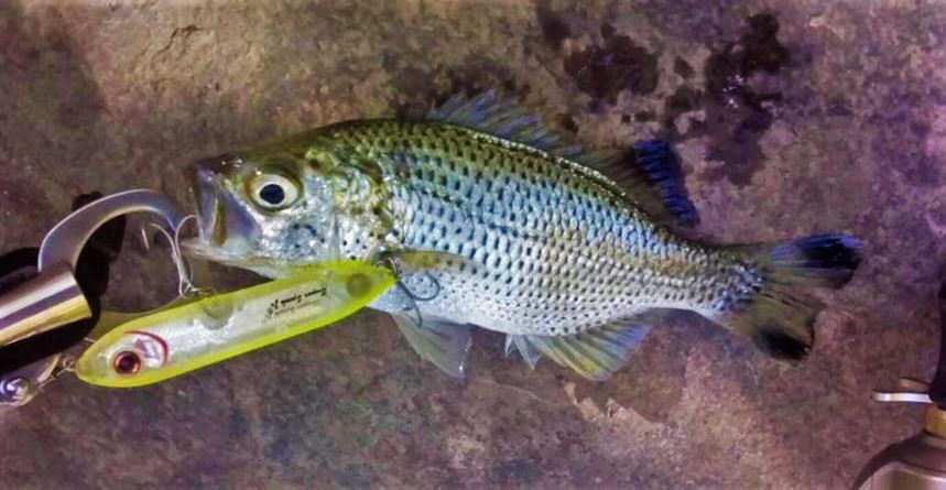 Flagtail | Fishing The Philippines