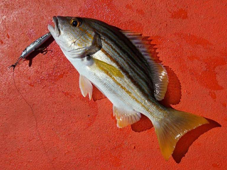 Striped Snapper ( Lutjanus carponotatus ) | Fishing The Philippines