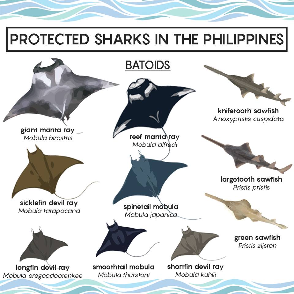 Regulated Species | Fishing The Philippines
