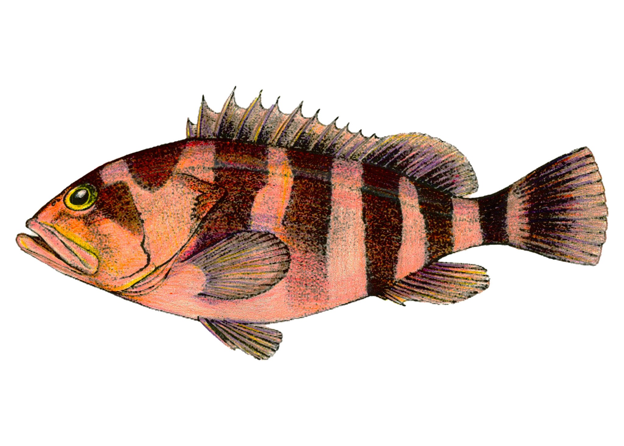 Fishing The Philippines | Fish, Fishing spots, Lures, Tactics and more