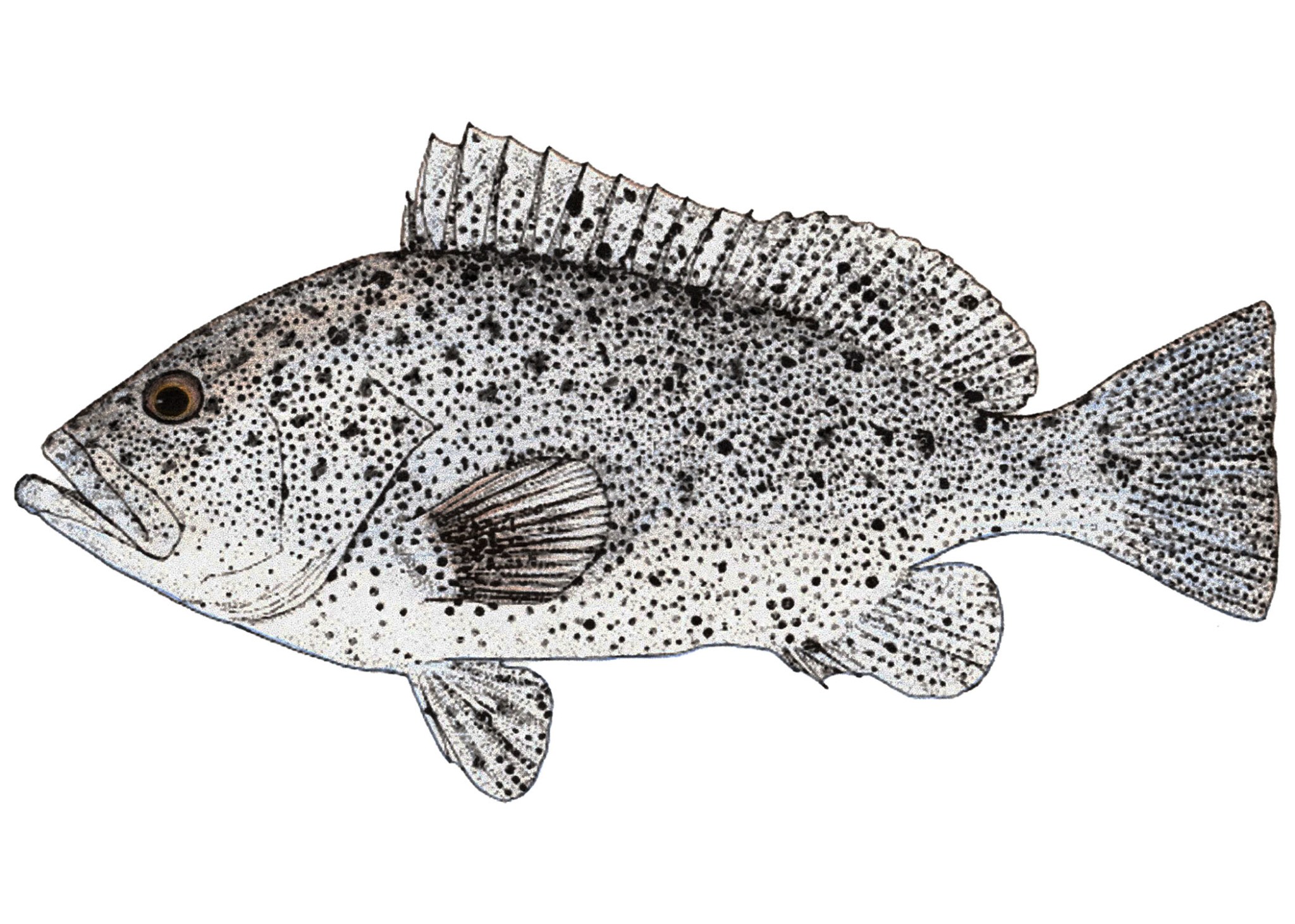 Grouper (Lapu Lapu) | Fishing The Philippines