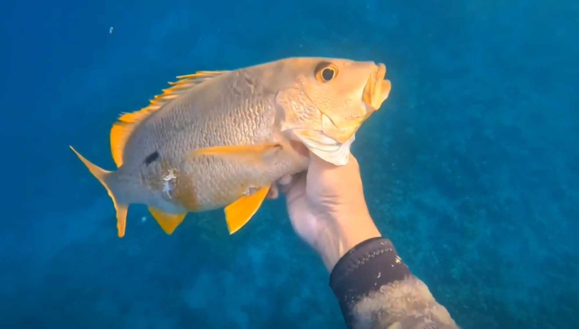 Snapper (Maya Maya) | Fishing The Philippines